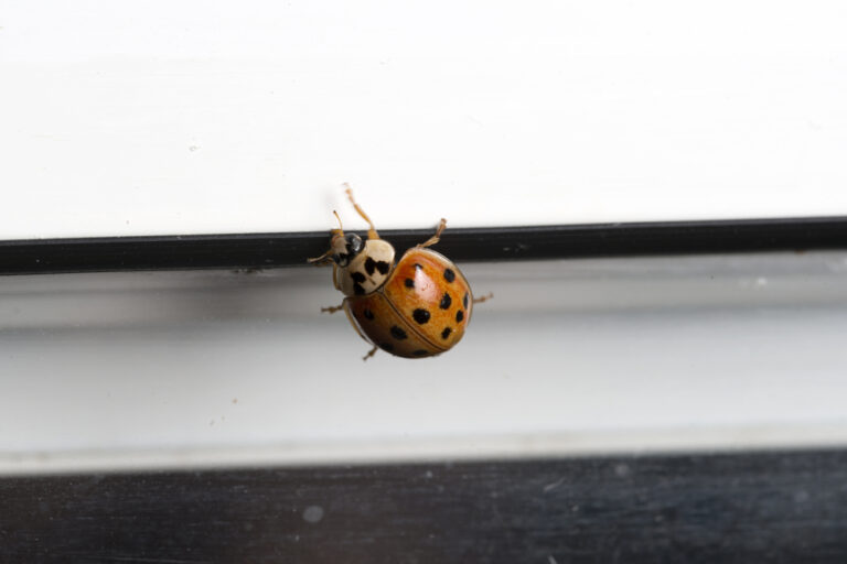 Why Are Ladybugs Infesting My House? – Rescon Basement Solutions